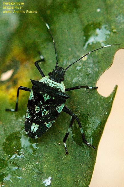 Papua Insects Foundation (Hemiptera/Heteroptera)